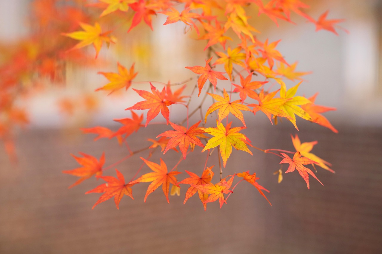 Autumn Leaves Maple Tree - Free photo on Pixabay - Pixabay