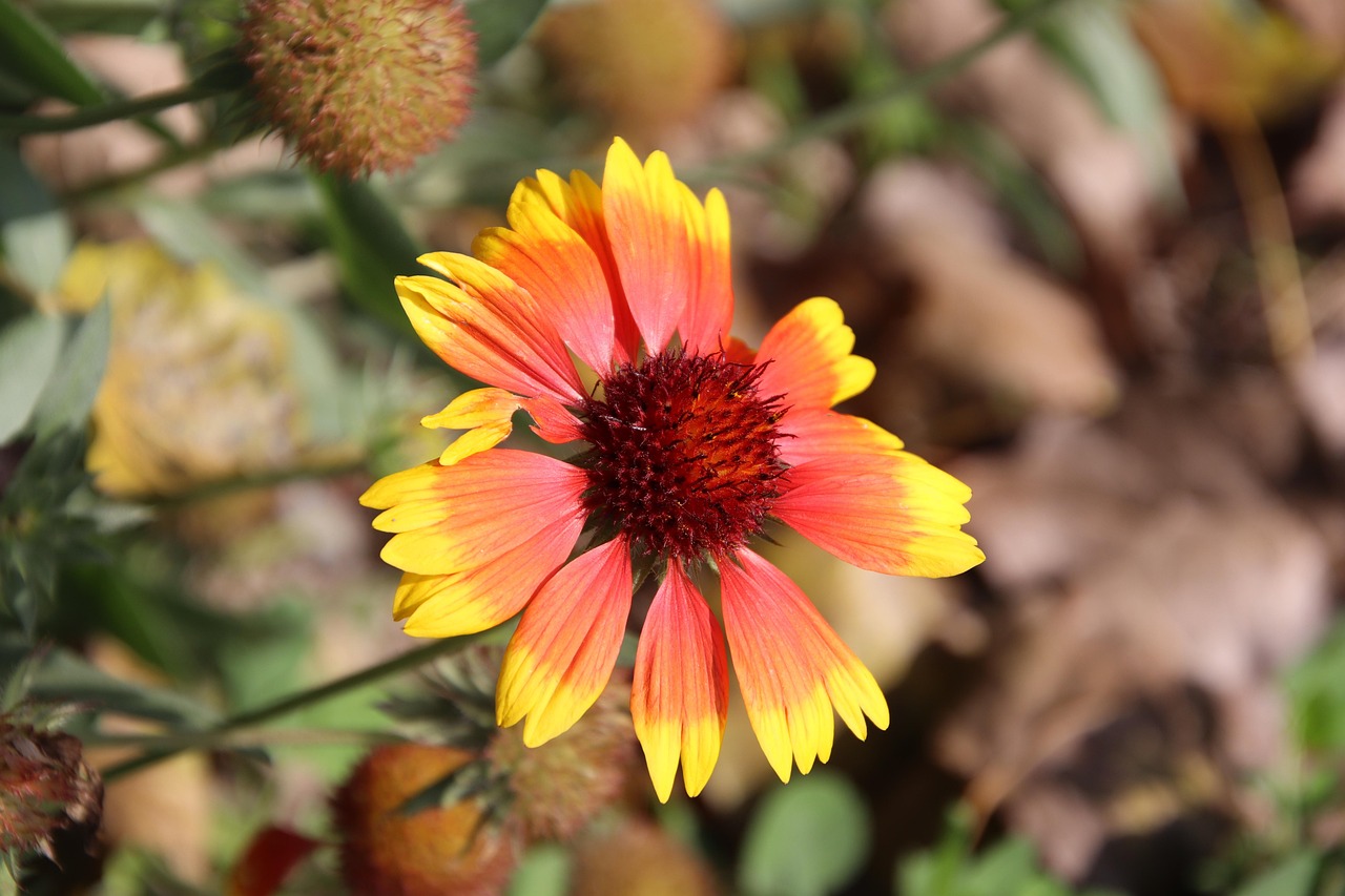 Gaillardia Pulchella Foug Flower - Free photo on Pixabay - Pixabay