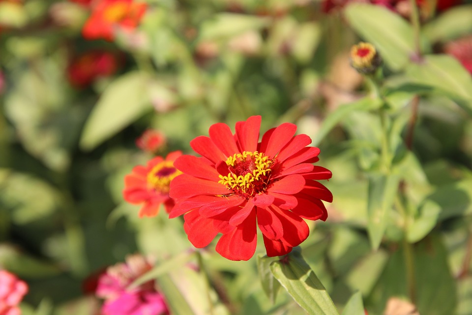 Zinnia Flor Planta - Foto gratis en Pixabay - Pixabay