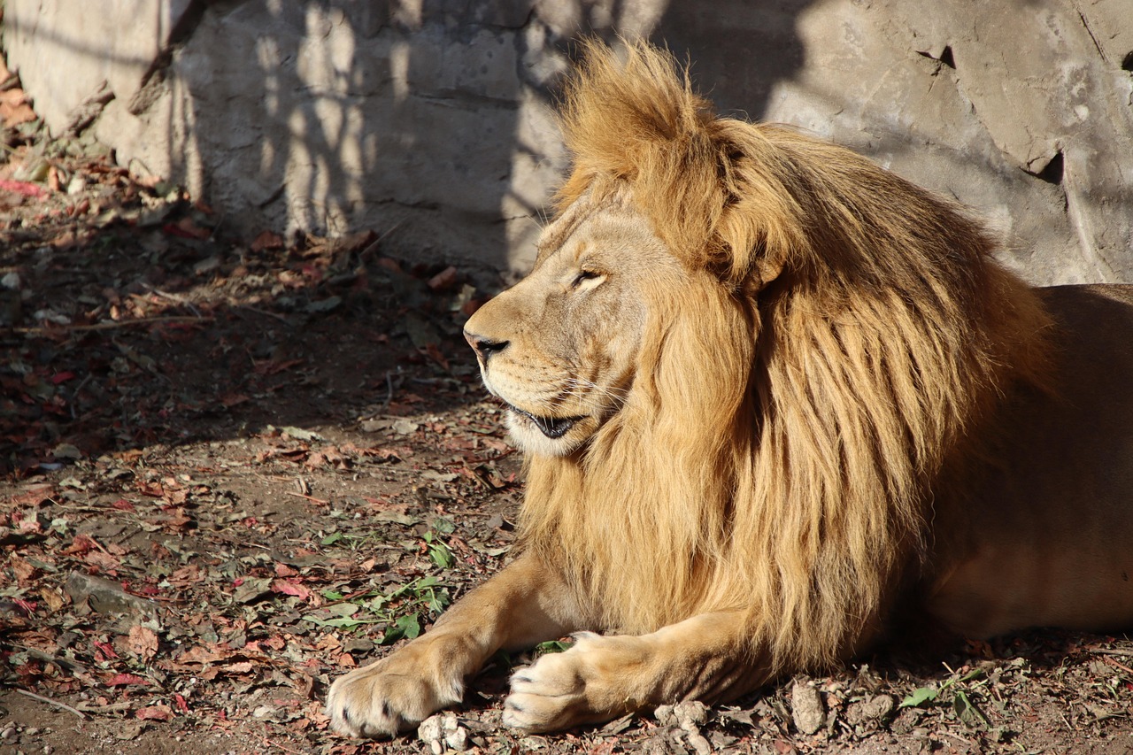 Animal Lion Wildlife - Free photo on Pixabay - Pixabay