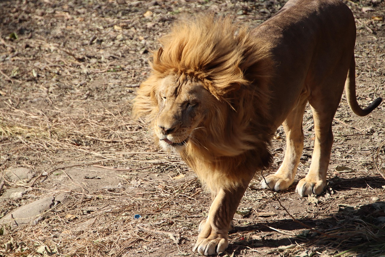Animal Lion Mammal - Free photo on Pixabay