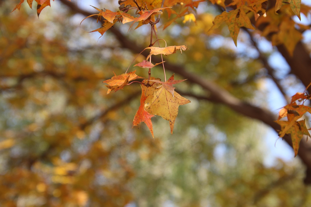 Feuilles Botanique Nature - Photo gratuite sur Pixabay - Pixabay