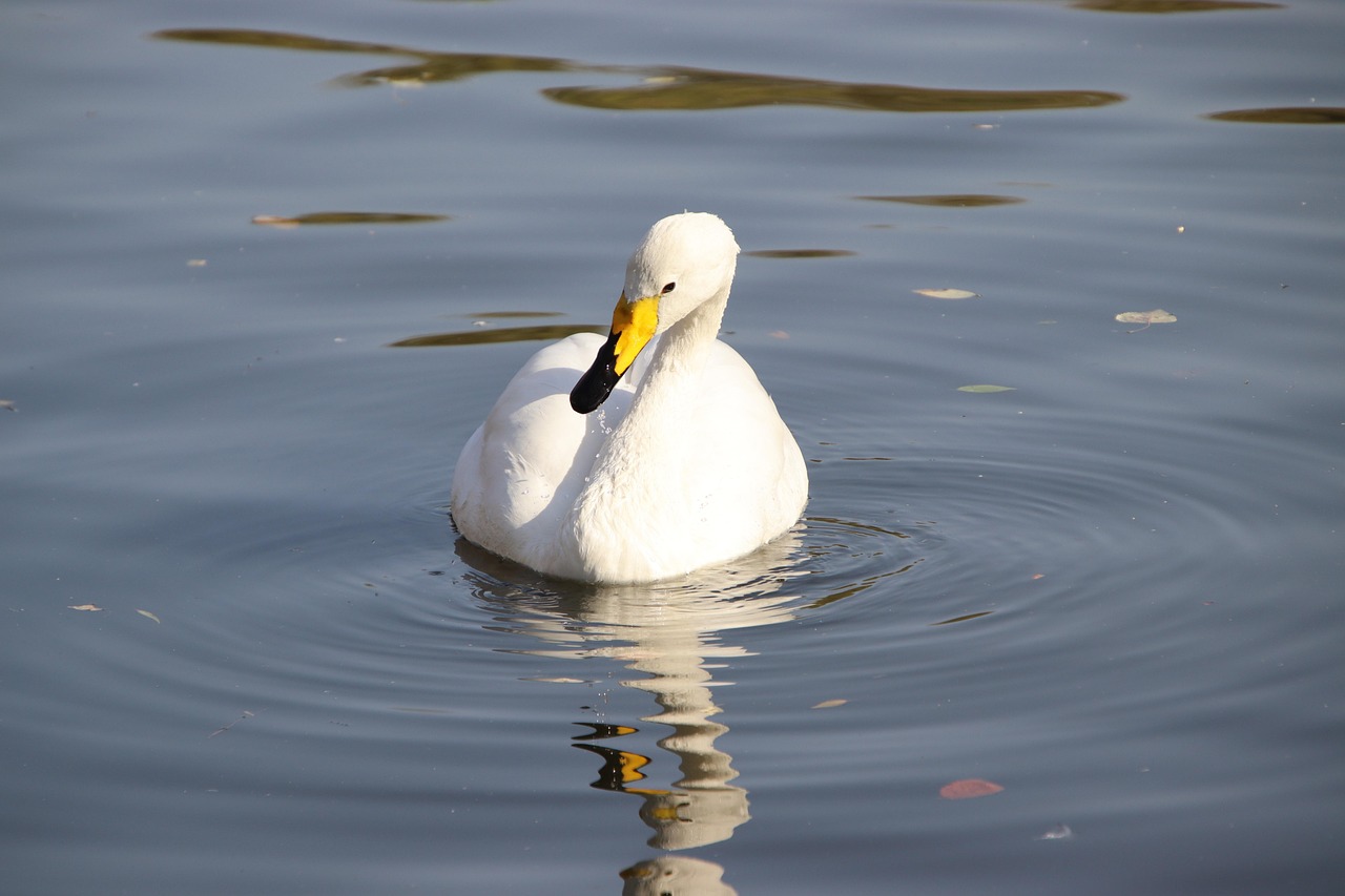 Swan Bird Ornithology - Free photo on Pixabay - Pixabay