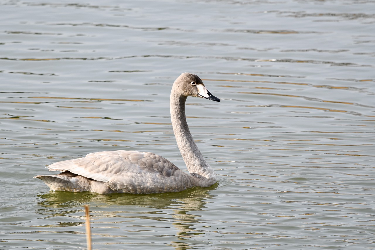 Bird Swan Ornithology - Free photo on Pixabay - Pixabay