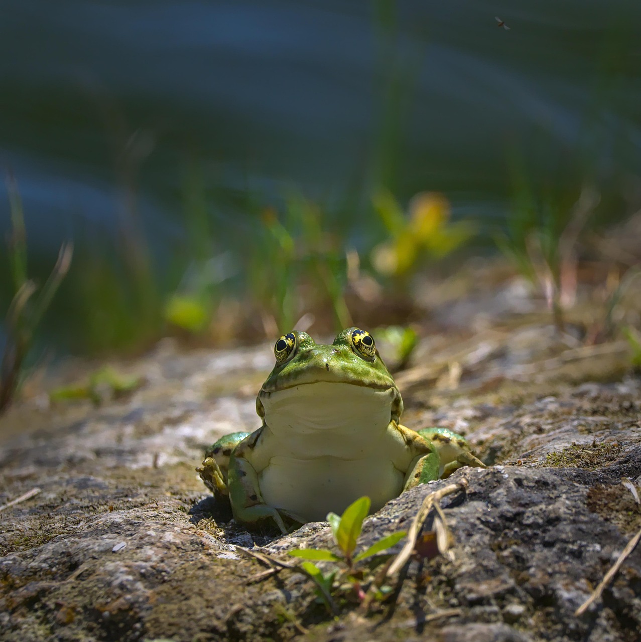 Amphibian Frog Species - Free photo on Pixabay