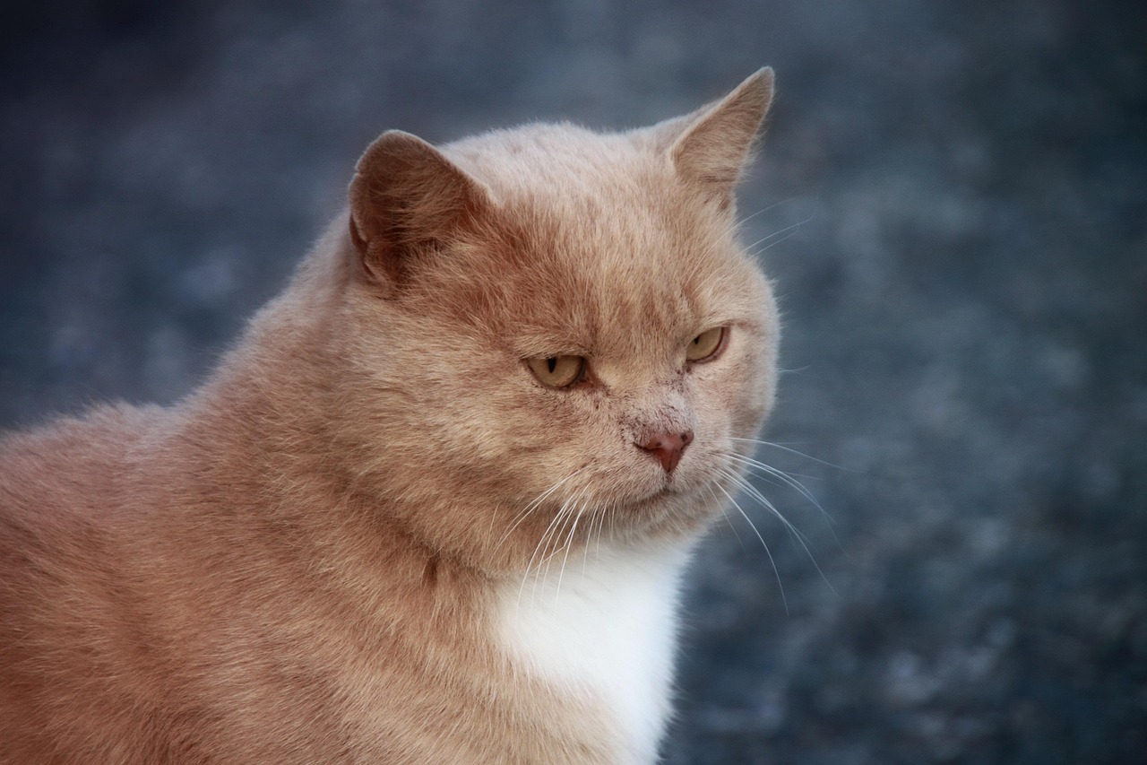 Animal Gato Mascota - Foto gratis en Pixabay