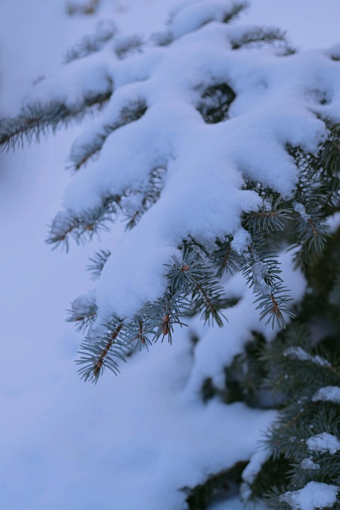 Baum Winter Schnee - Kostenloses Foto auf Pixabay - Pixabay