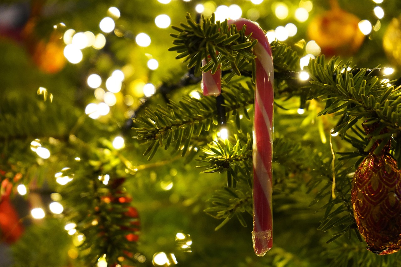 Christmas Tree Candy Cane Needles - Free photo on Pixabay