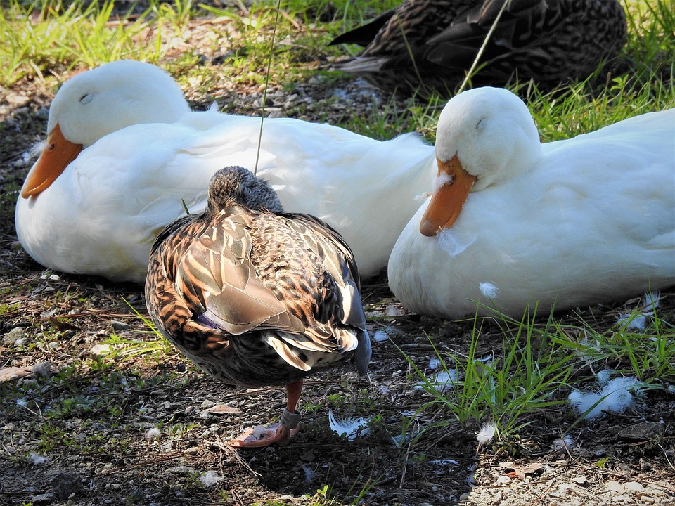 Ducks Animals Nature - Free photo on Pixabay - Pixabay