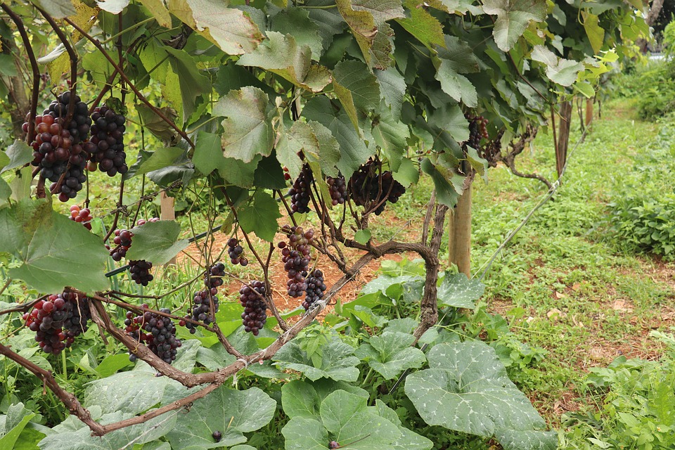 Uva Fruta Plantation - Foto gratis en Pixabay - Pixabay