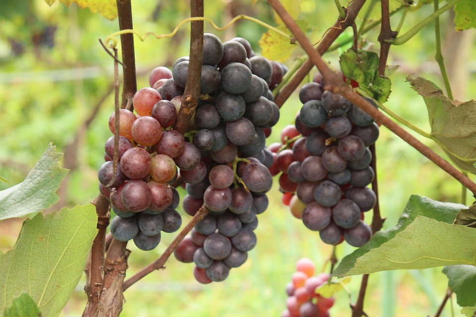 Uva Fruta Plantation - Foto gratis en Pixabay - Pixabay