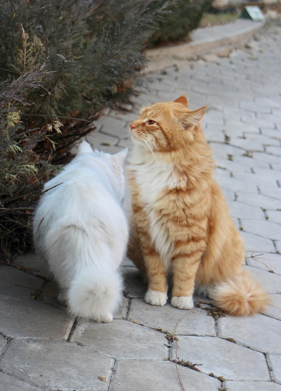 Cats Felines Pet - Free photo on Pixabay - Pixabay