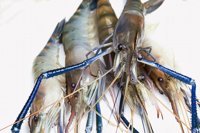 Seafood Shrimp Raw River - Free photo on Pixabay - Pixabay
