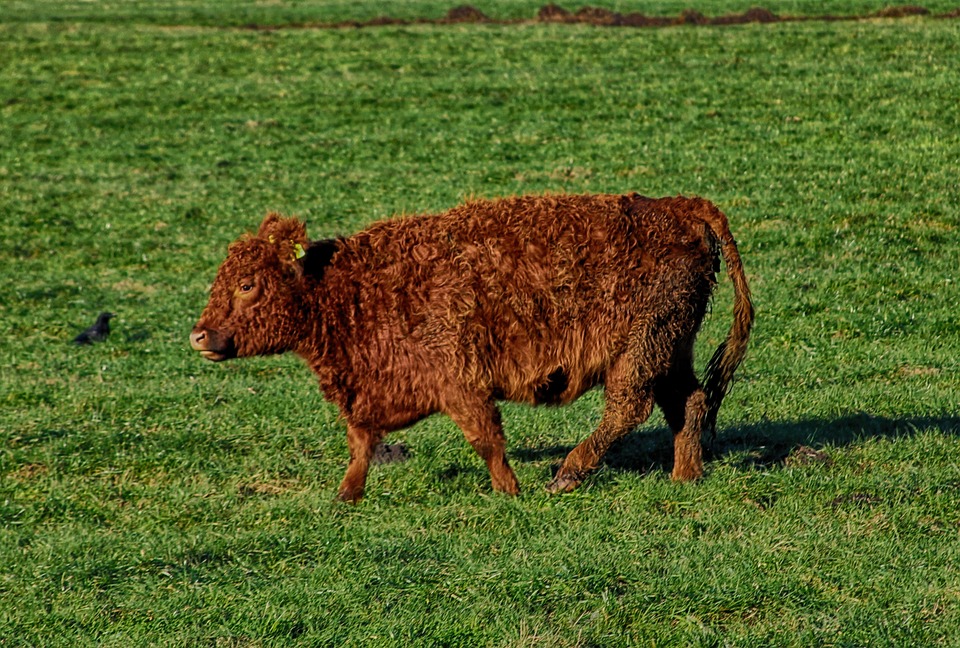Carne De Res Rumiantes Animal - Foto gratis en Pixabay - Pixabay