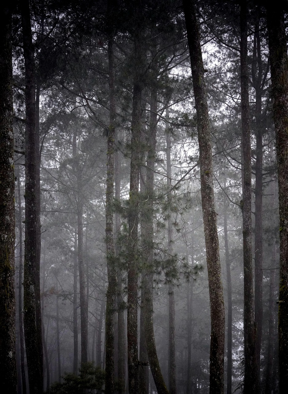 Träd Natur Skog - Gratis foto på Pixabay - Pixabay