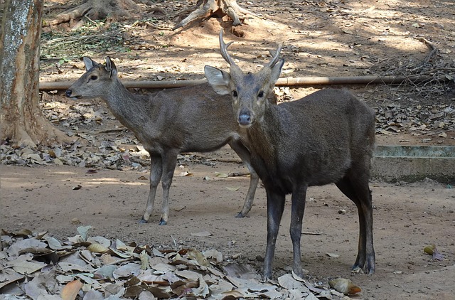 Indian Hog Deer Hyelaphus Porcinus - Free photo on Pixabay