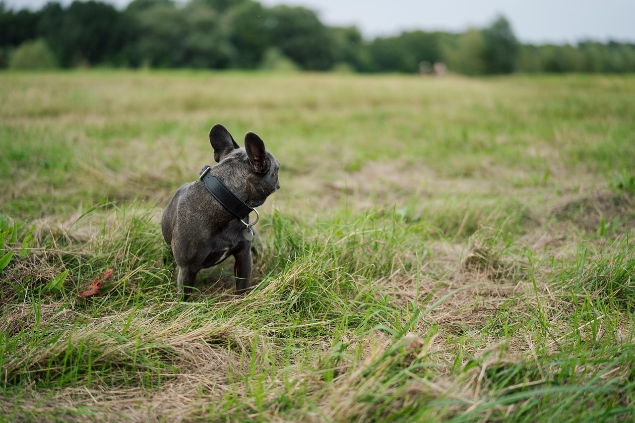 Dog Pet Meadow - Free photo on Pixabay