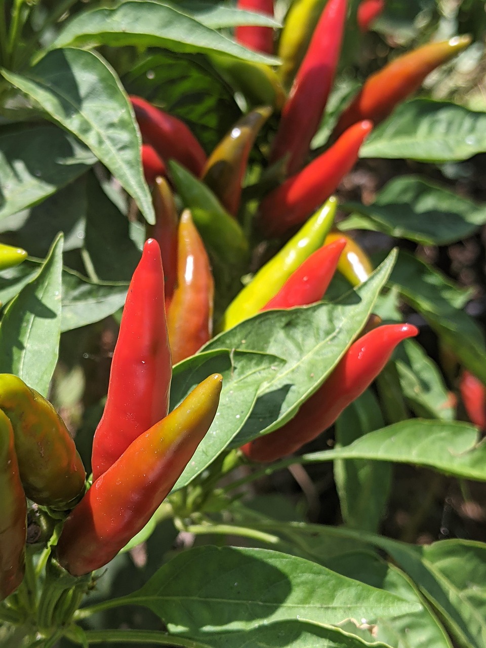 Planta Natureza Pimenta - Foto gratuita no Pixabay - Pixabay
