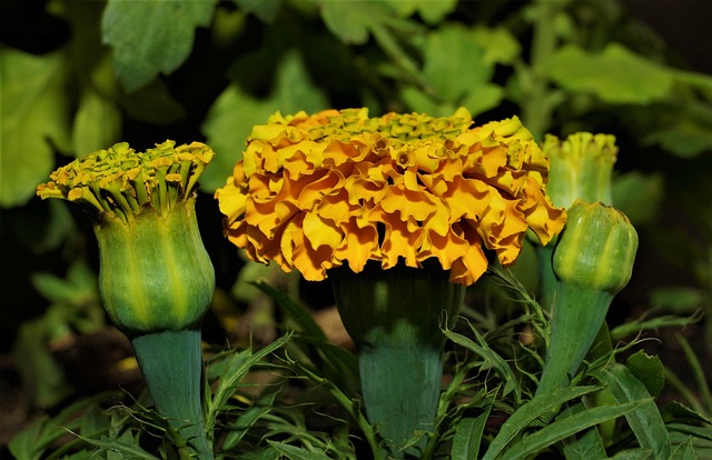 Fleur Souci Américain Flore - Photo gratuite sur Pixabay - Pixabay