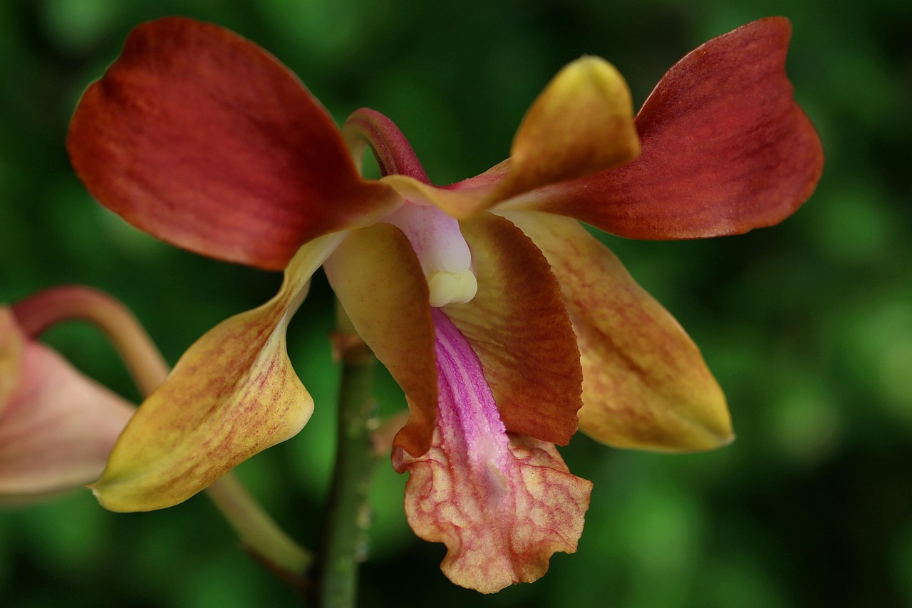 100+ Free Dendrobium & Nature Images - Pixabay