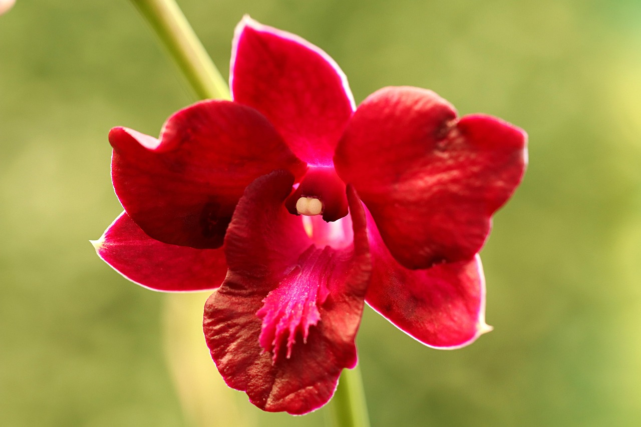 Fleur Orchidée Flore - Photo gratuite sur Pixabay - Pixabay