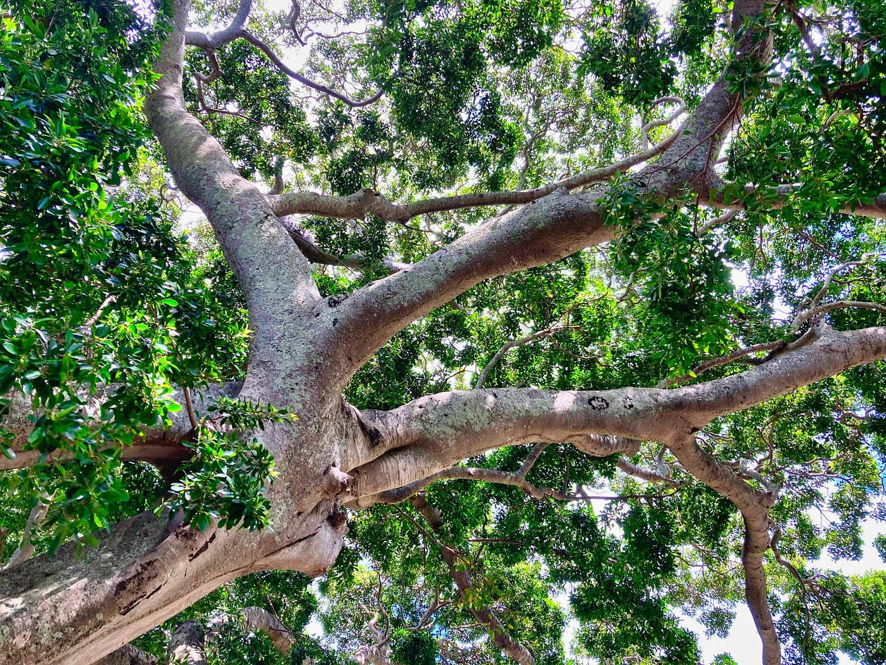 Tree Branches Upright - Free photo on Pixabay