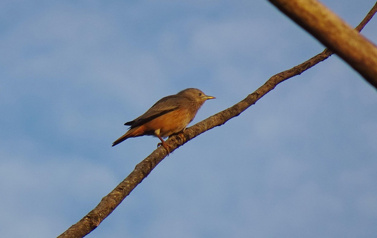 Grey-Headed Myna Bird Perched - Free photo on Pixabay - Pixabay