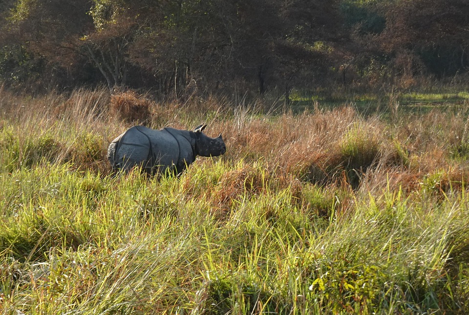 Rhinoceros One-Horned Animal - Free photo on Pixabay