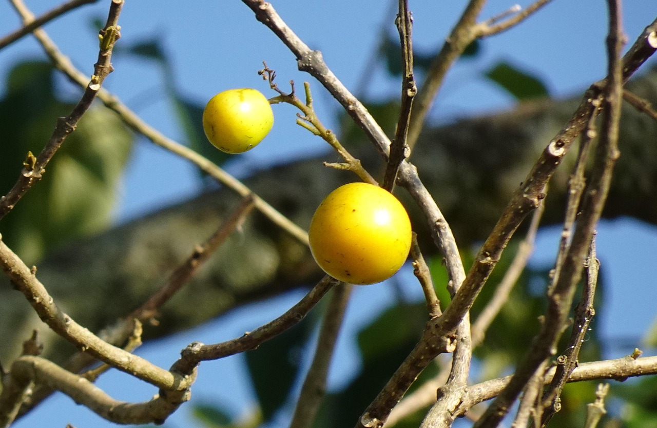 木 Gamhar Gmelina Arborea - Pixabayの無料写真