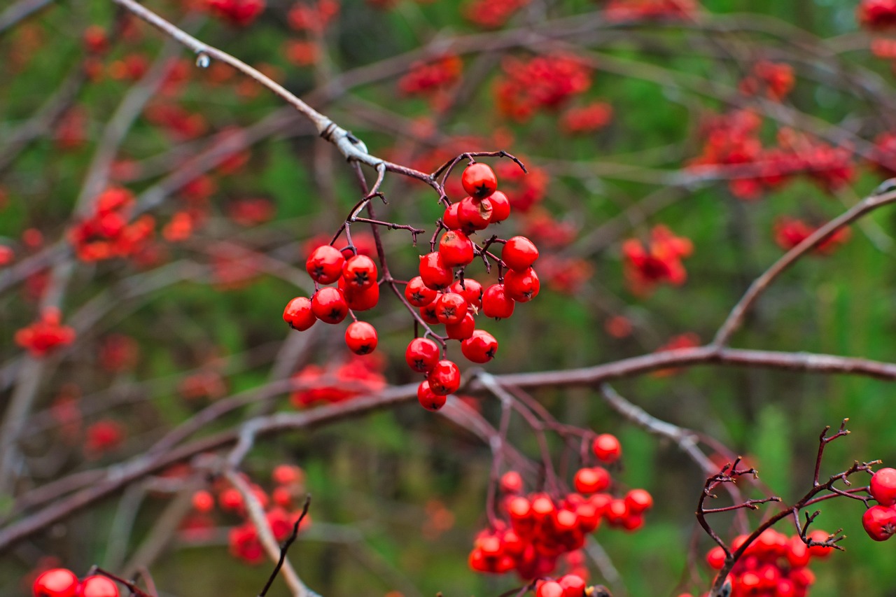 tree-berries-rowan-free-photo-on-pixabay-pixabay