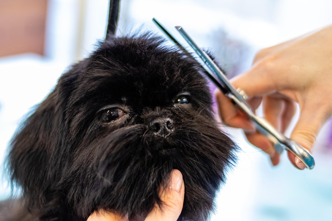 Grooming Pet Salon - Free photo on Pixabay - Pixabay