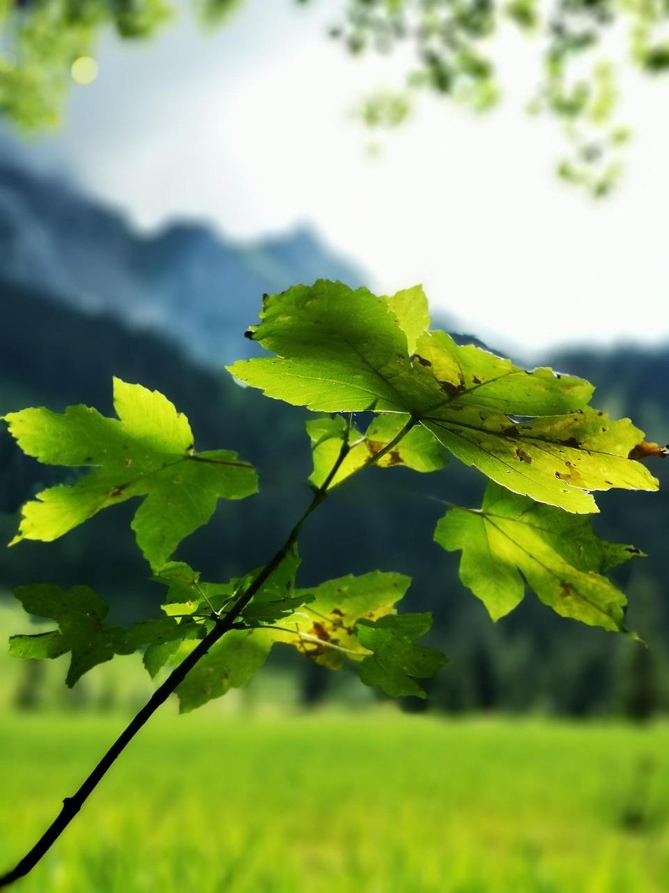 Folhas Natureza Folhagem Ao Ar - Foto gratuita no Pixabay - Pixabay