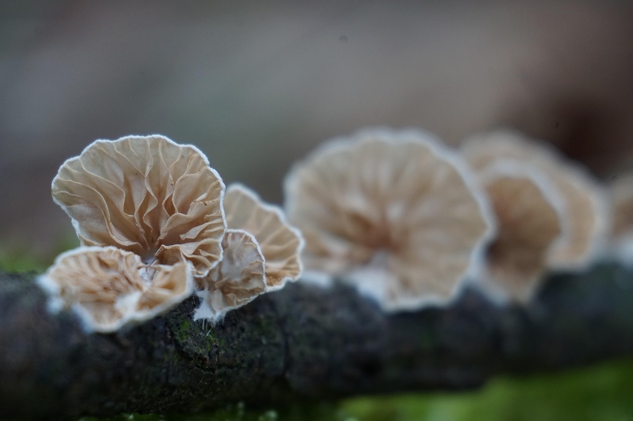 Mushroom Fungal Science Growth - Free photo on Pixabay