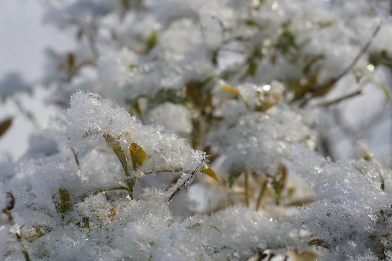 Cristaux De Glace Hiver La Nature - Photo gratuite sur Pixabay - Pixabay