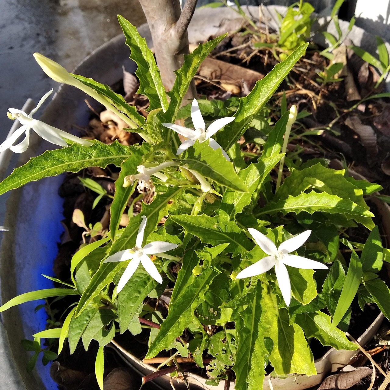 Isotoma Longiflora Laurentia - Free photo on Pixabay - Pixabay