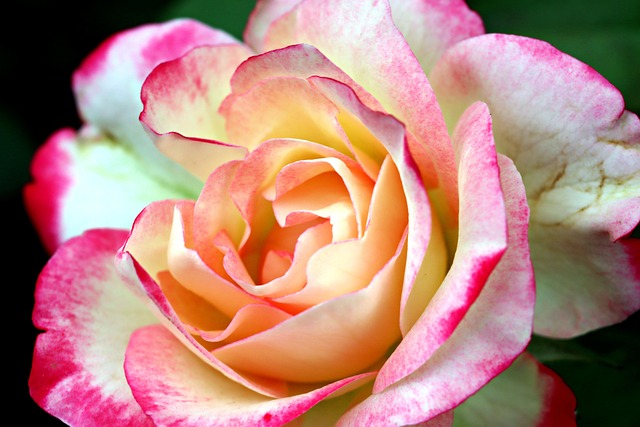 Fleur Rose Flore - Photo gratuite sur Pixabay - Pixabay