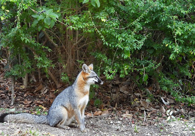 Animal Fox Wildlife - Free photo on Pixabay - Pixabay
