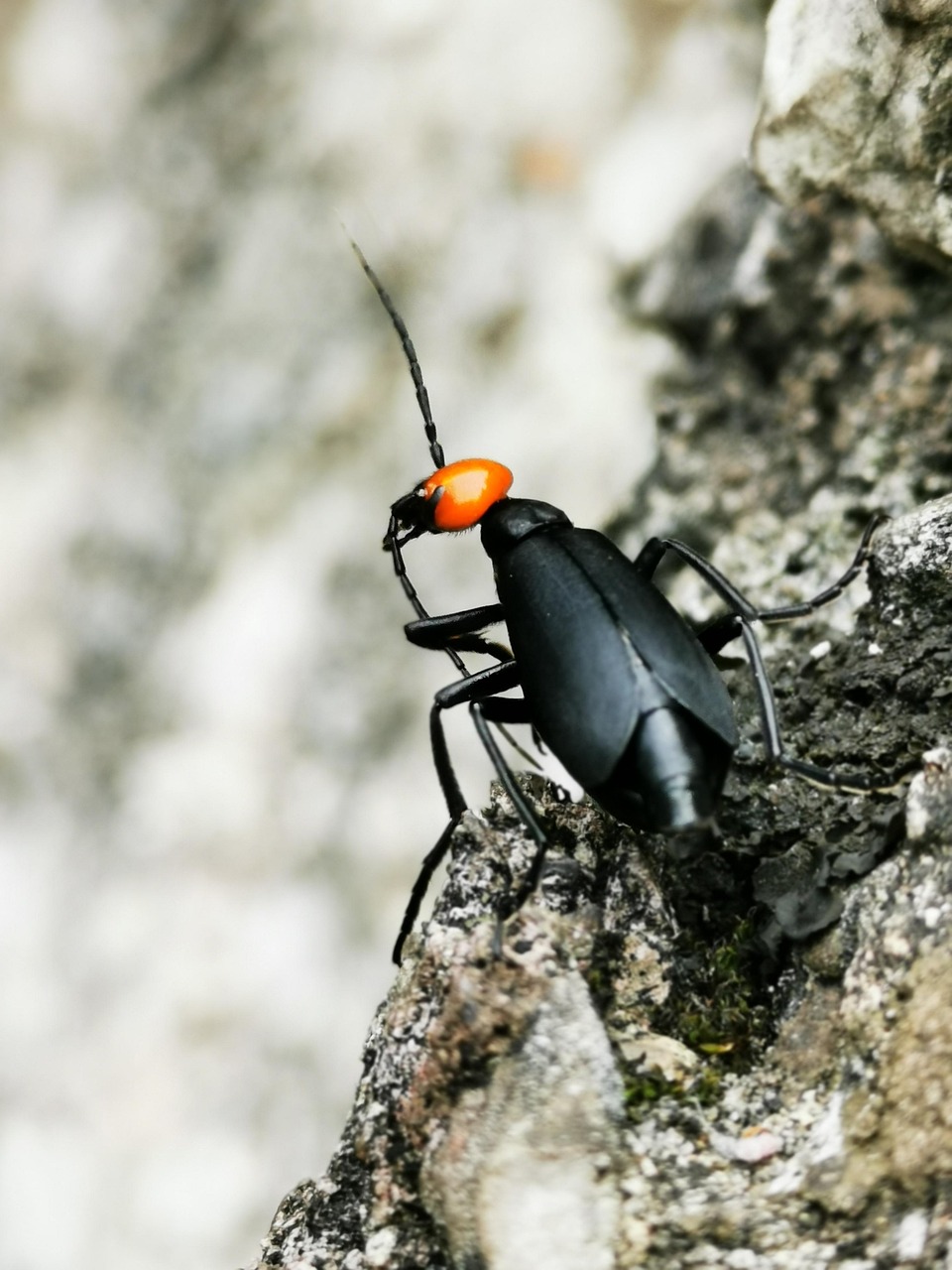 Insecte Épicaute Entomologie - Photo gratuite sur Pixabay - Pixabay
