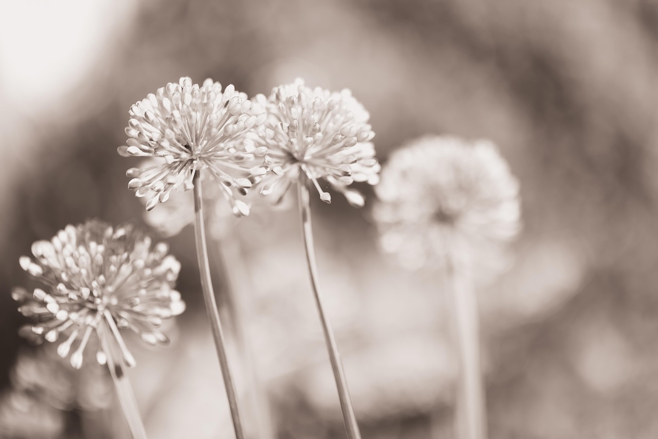 Fleurs Bloom Botanique - Photo gratuite sur Pixabay - Pixabay
