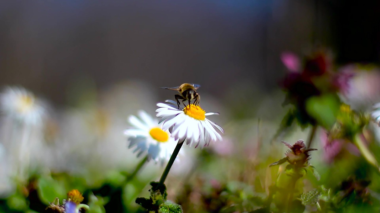 Abeille Fleurs D'Abeille Vraie - Image gratuite sur Pixabay - Pixabay