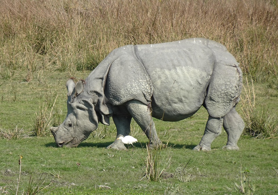 Animal Rhinoceros One-Horned - Free photo on Pixabay