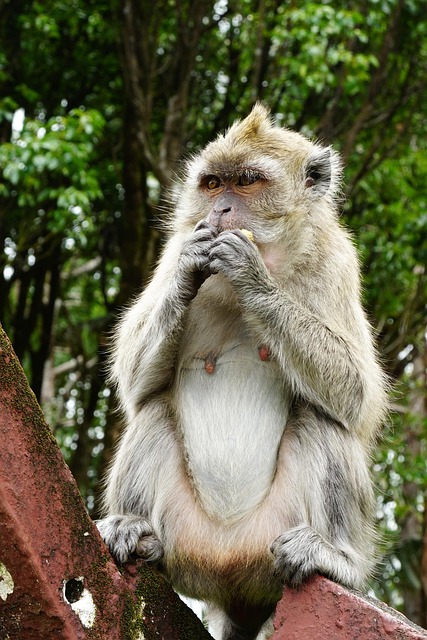 Animal Ape Mammal - Free photo on Pixabay - Pixabay