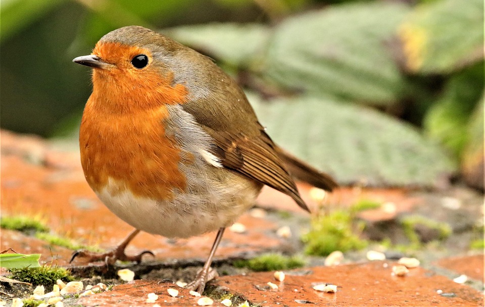 Rouge-Gorge Oiseau Séance Robin - Photo gratuite sur Pixabay - Pixabay