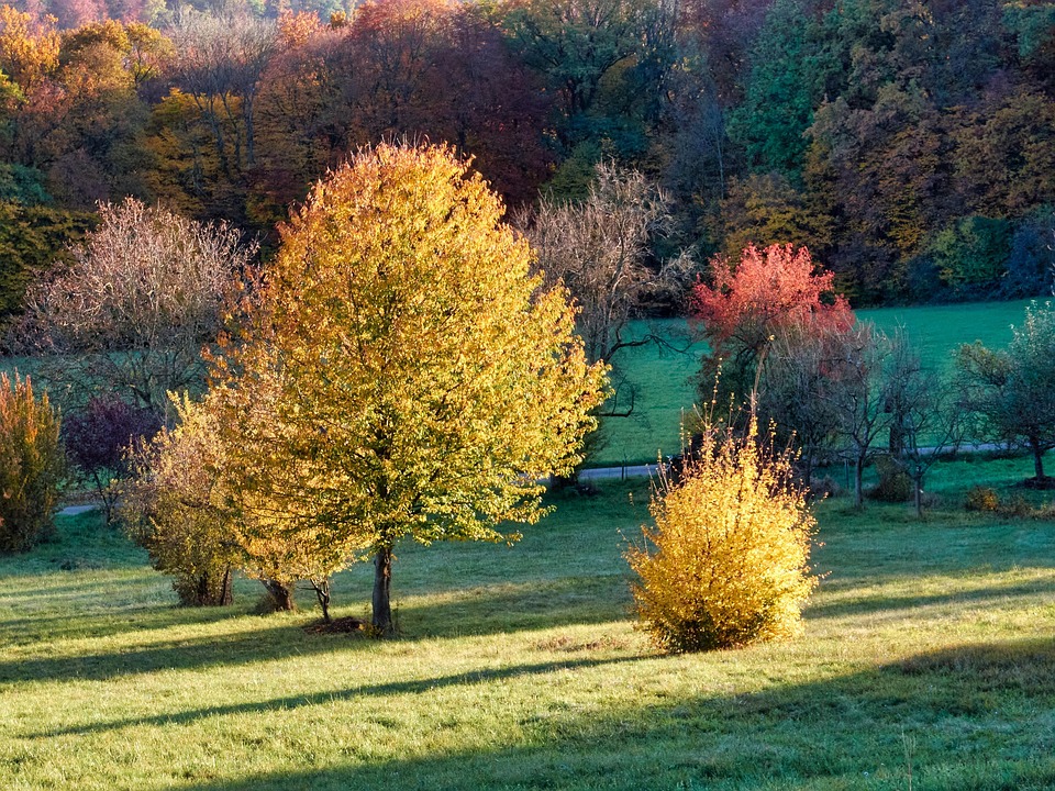 Nature Des Arbres Automne - Photo gratuite sur Pixabay - Pixabay