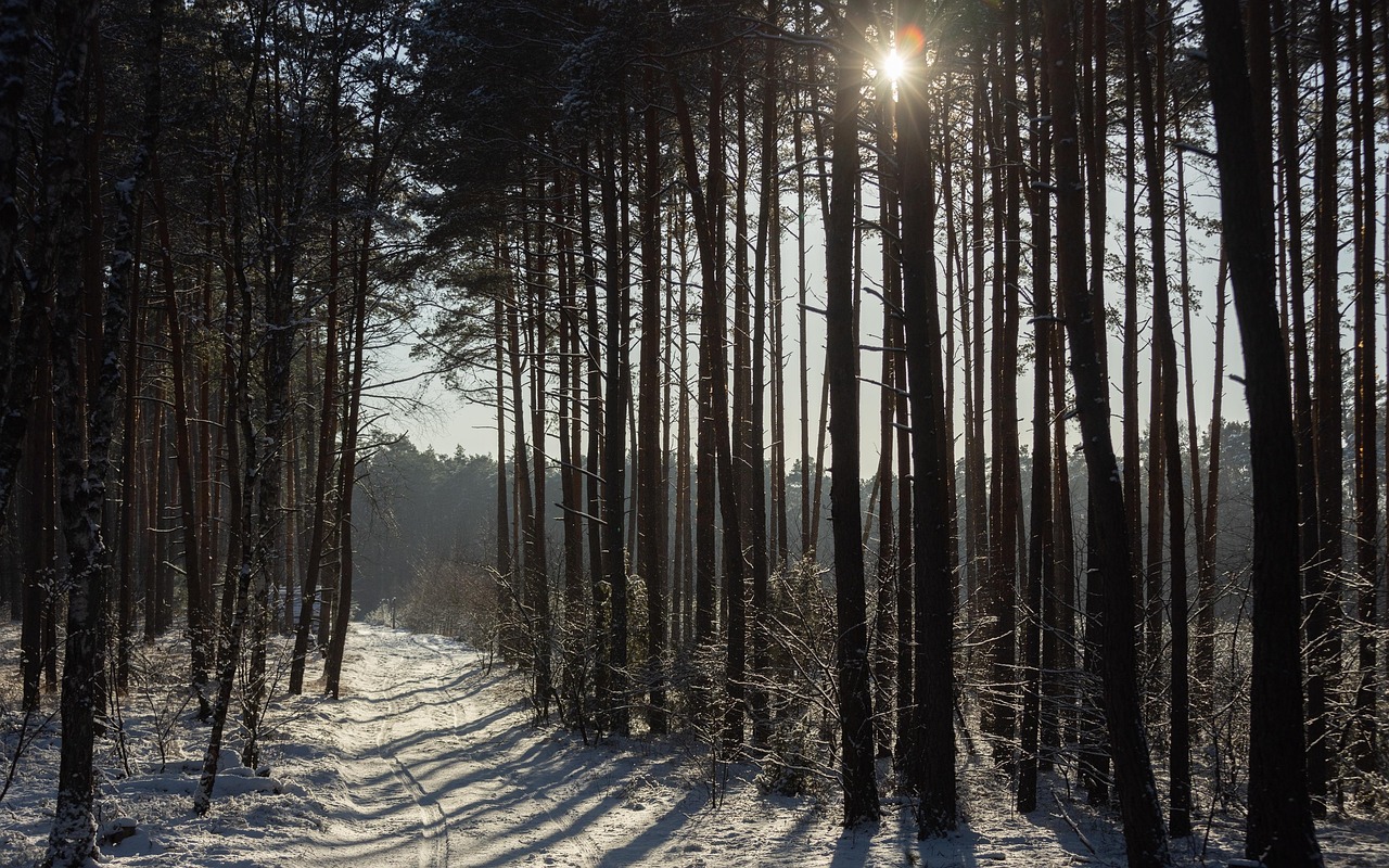 Invierno Árboles Bosque - Foto gratis en Pixabay - Pixabay