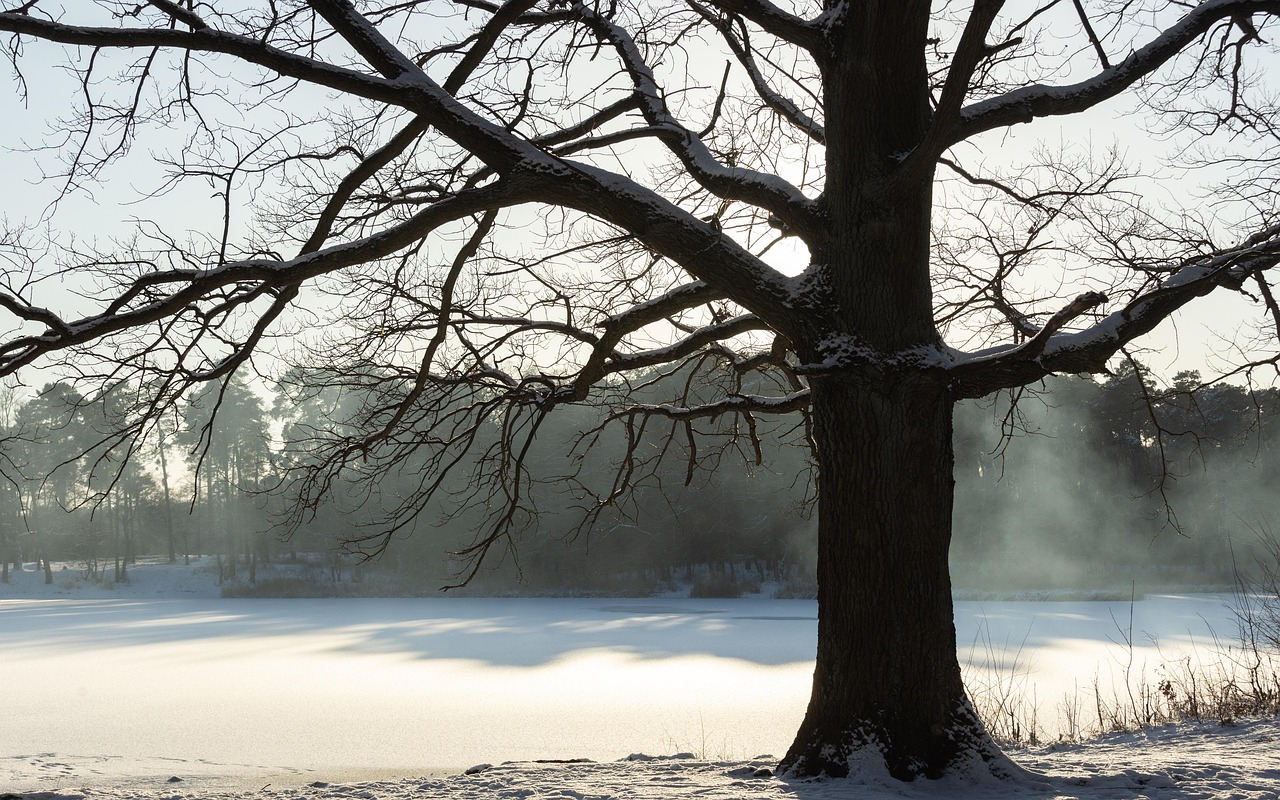 Invierno Naturaleza Árbol Al Aire - Foto gratis en Pixabay - Pixabay
