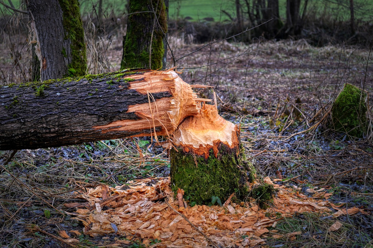 Bois Tronc Forêt Les - Photo gratuite sur Pixabay - Pixabay