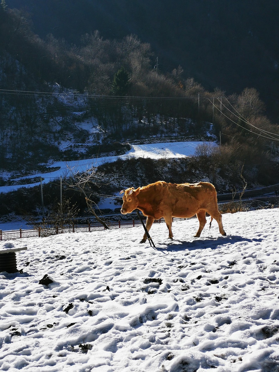 Cow Snow Natural - Free photo on Pixabay