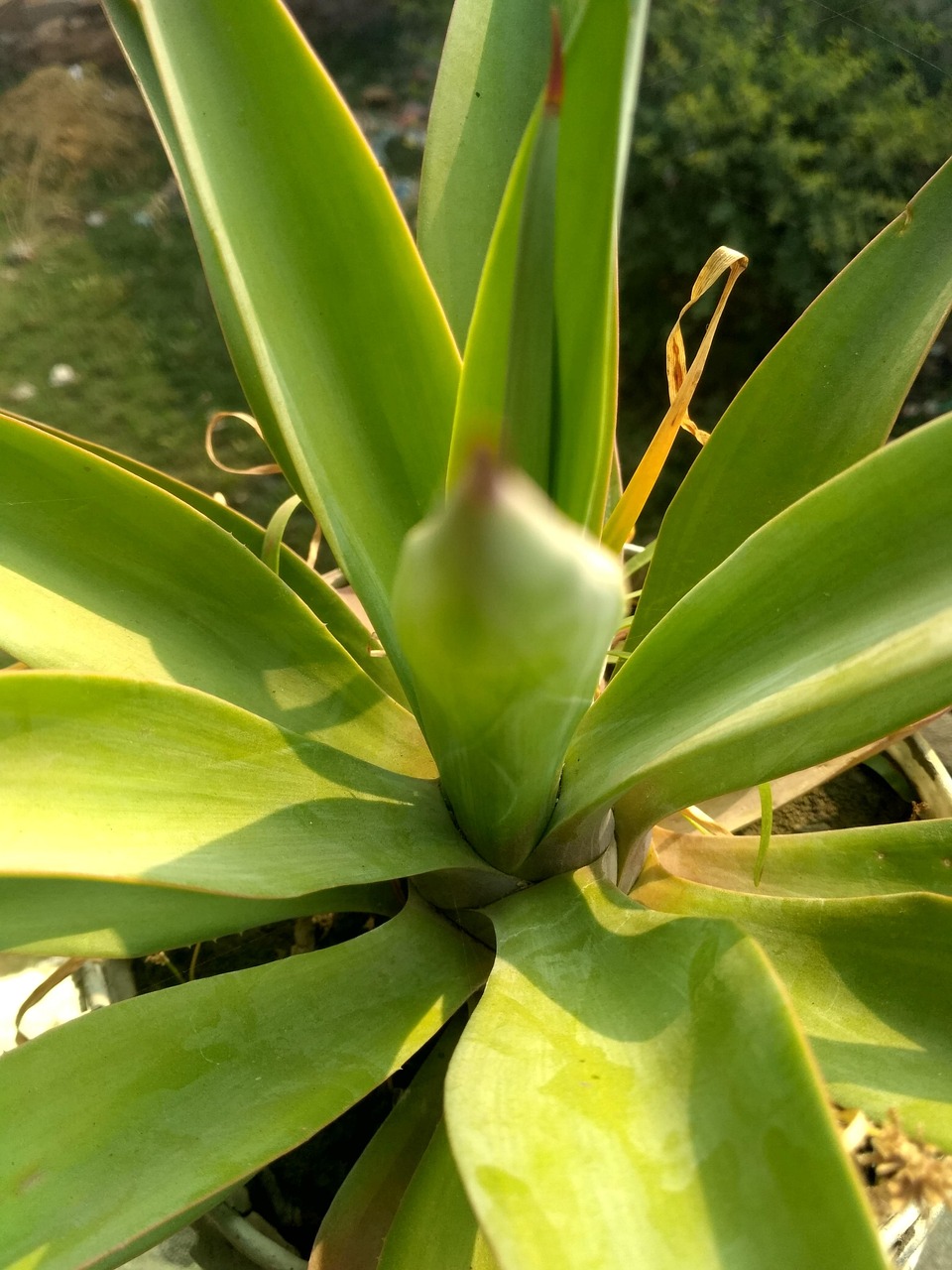 Alovera Plant Nature Spring Close - Free photo on Pixabay - Pixabay