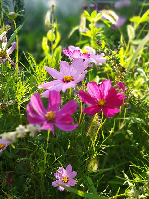 Blume Sonnenschein Kostenloses Foto Auf Pixabay Pixabay